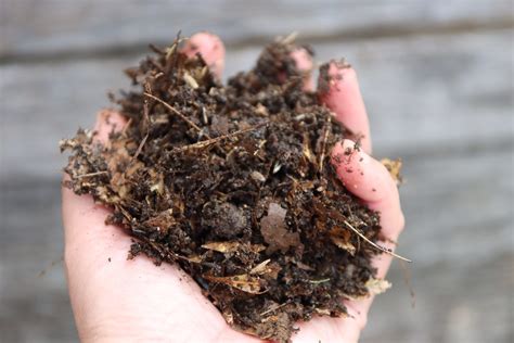 How To Make Leaf Mould Pip Magazine How To Make Leaf Mould Pip Magazine