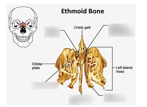 Ethmoid Bone Anterior View Unlabeled