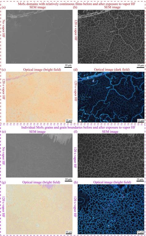 Sem And Optical Microscope Observation Of Top View Of A Single Layer Of Download Scientific
