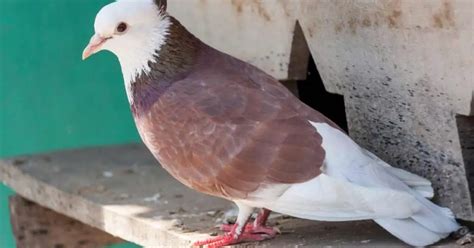 Why Are Pigeons Not Afraid Of Humans Explained