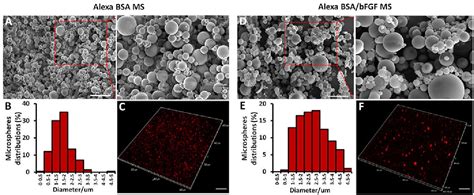 Figure 1 From Biocompatibility And Bioactivity Of An Fgf Loaded Microsphere Based Bilayer