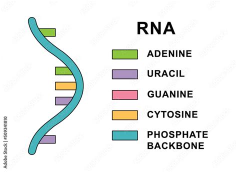 Structure Of Spiral Ribonucleic Acid Molecule Rna Molecule With