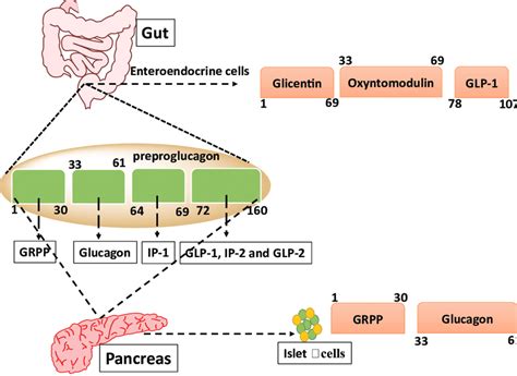 The Generation And Function Of Active Glp 1 51 Off