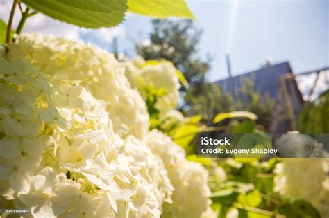 여름의 화창한 날에 하얀 꽃이 가까이 다가온다 자연을 테마로 한 디자인과 프로젝트를 위한 흐릿한 배경의 아름다운 자연 시골 풍경 0명에 대한 스톡 사진 및 기타 이미지