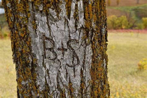 Romantic Carving On Tree Trunk Stock Image Image Of Trunk Couple 102964043