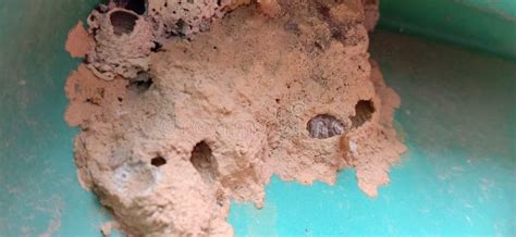 You Can See A Wasp Nest From The Ground Attached To The Upper Wall And Is Very Dangerous Stock