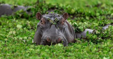 Exploring The Diet Of Hippopotamuses Herbivores With A Carnivorous