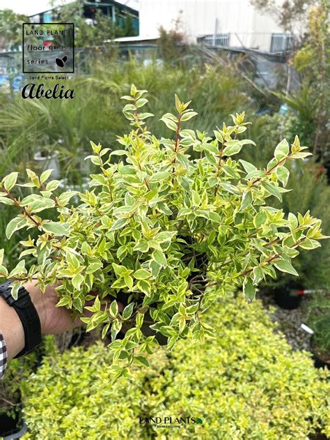 Abelia