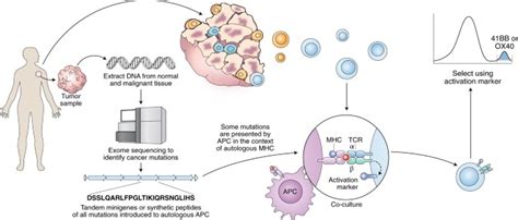 Neoantigen Is Not Only Limited In Somatic Tumor Mutations Intra
