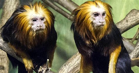 에버랜드 세계 희귀종 황금머리사자 타마린 공개