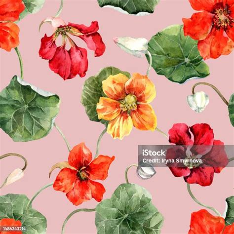 꽃이 만발한 한련 꽃 꽃 봉오리 녹색 잎과 꽃 원활한 패턴 파우더리 핑크 배경에 밝은 패턴입니다 손으로 그린 수채화 그림은 직물 섬유 벽지 포장에 대한 것입니다 0명에 대한