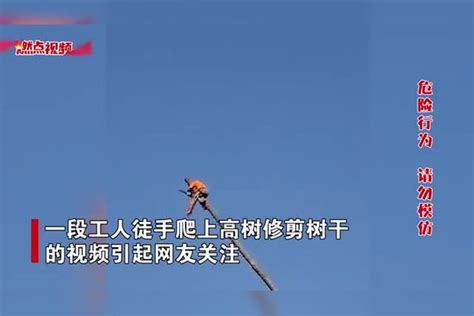 用命挣钱工人徒手爬上高树修剪树干在高空剧烈摇摆惊险万分 高树 修剪 树干