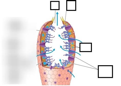 Lab Final Porifera Diagram Quizlet