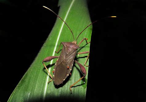 Leaf Footed Bugs Mictis Longicornis Bali Wildlife
