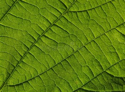 Macro Shot Of A Leaf Stock Image Image Of Color Fresh 97479401