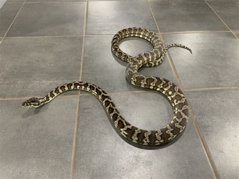 26m Female 100 Het Albino Darwin Python Reptiles And Amphibians