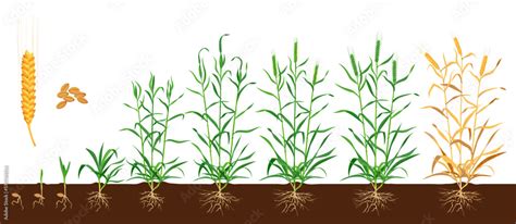 Wheat Growth Stages Seed Development Cycle Agriculture Product Or Farm Plant Germination Phase