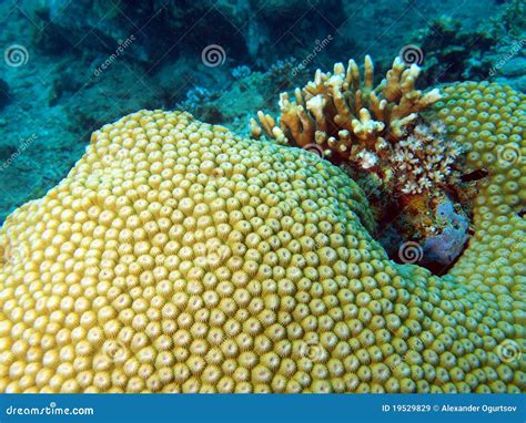 Stony Coral Royalty Free Stock Images Image 19529829