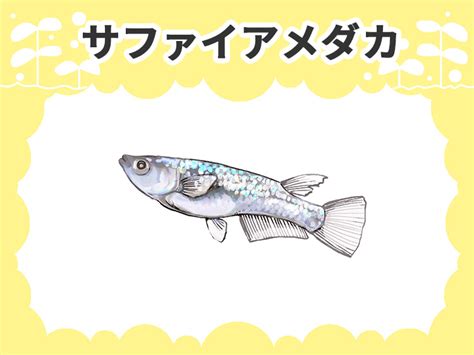 サファイアメダカ メダカ図鑑メダカの種類や特徴飼育ポイント東京アクアガーデン
