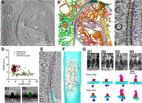Differentiation And Characterization Of Excitatory And Inhibitory Synapses By Cryo Electron