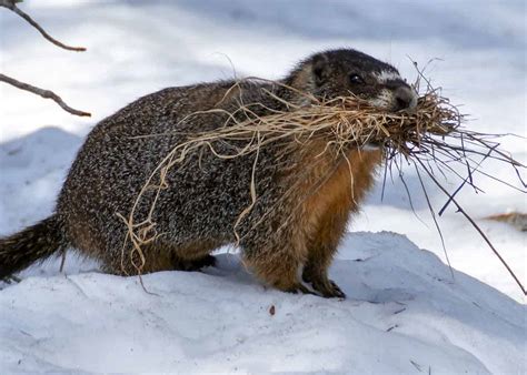 25 Animals That Hibernate In Winter Mammals Insects Amphibians