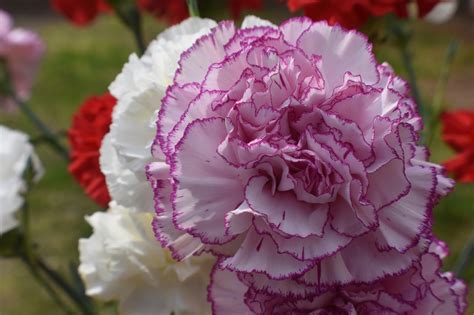 300000 Free Beautiful Carnation And Carnation Images Pixabay