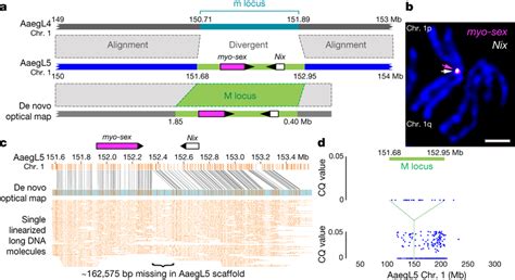 Application Of AaegL5 To Resolve The Sex Determining Locus A M Locus Download Scientific