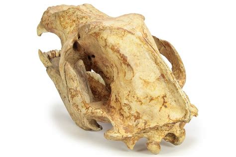 18 Fossil Cave Bear Ursus Spelaeus Skull Romania 227515 For