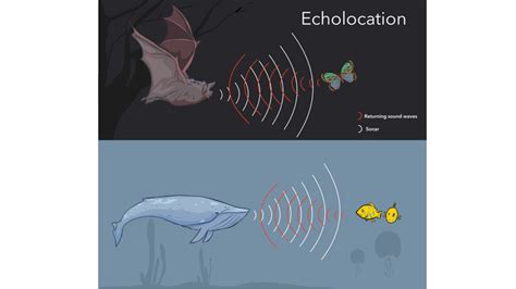 Bats Use Sound To See” Page 2