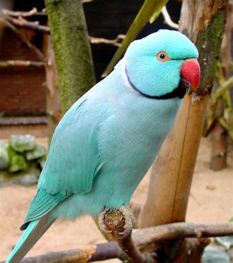 50 Best Images About Indian Ringneck Parrot On Pinterest For Sale