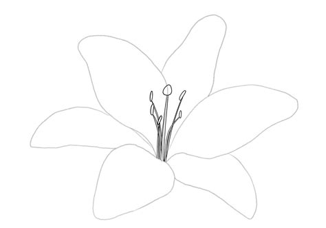 How To Draw Lily Flowers
