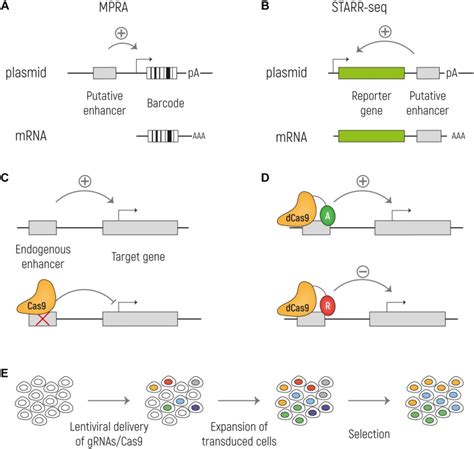 Beyond The Exome The Non Coding Genome And Enhancers In Neurodevelopmental Disorders And