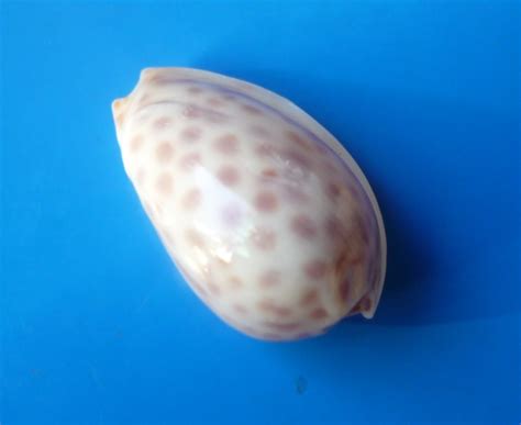 Persicula Persicula Linnaeus 1758