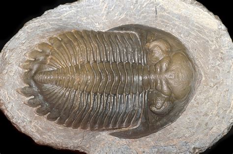 10 Different Types Of Trilobites Identifying Trilobite Fossils Rock Seeker