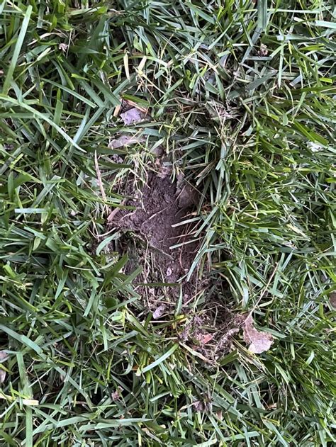 Divots In The Grass From Turning Lawnmower Is Something Wrong R