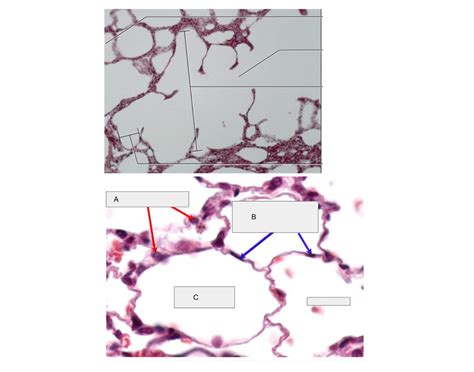 Anatomy And Physiology Iii Alveolar Ductalveoli His Quiz