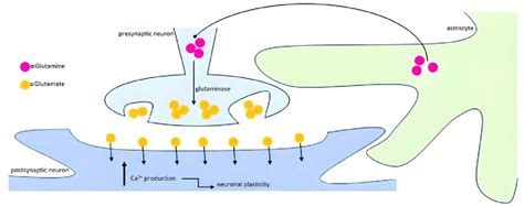 Schematic Representation Of The Astrocyte Participation In The Download Scientific Diagram