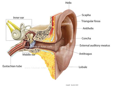 Ear Anatomy And Function