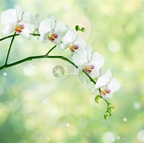 在模糊的抽象自然黄绿色背景上插画图片下载 正版图片503341968 摄图网