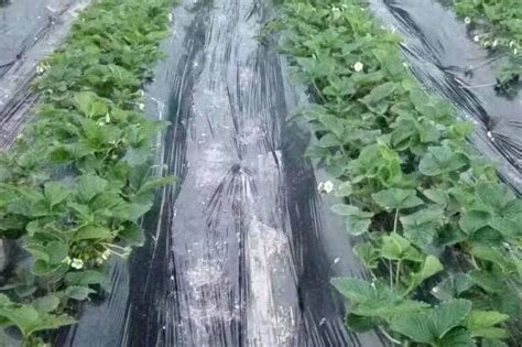 草莓长势过旺，走好这六步，帮你及时控制住长势！ 凤凰网视频 凤凰网