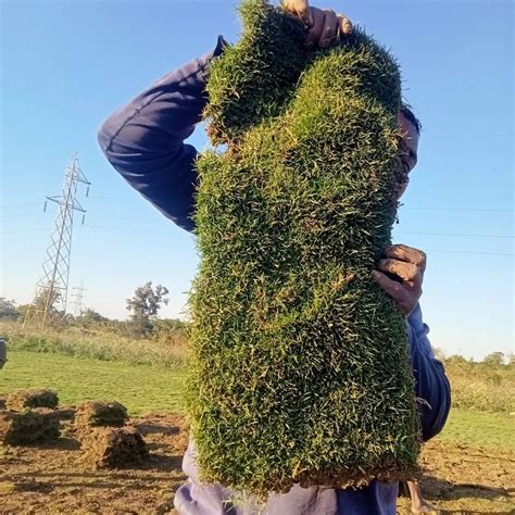 Natural Green Square Diamond Lawn Grass At ₹ 9sq Ft In Chhindwara Id