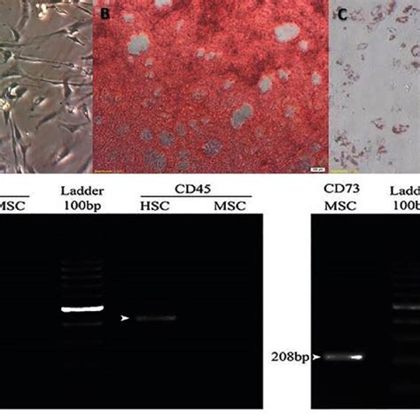 Characterization Of Rat Adipose Tissue Stem Cells A Spindle Shape