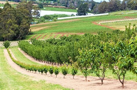 200 Trees Per Acre Spacing So How Many Apple Trees To Plant Per Acre
