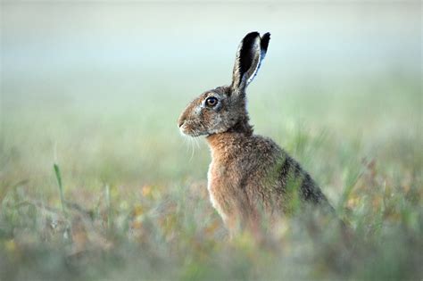 1000 Free Hares And Rabbit Photos Pixabay