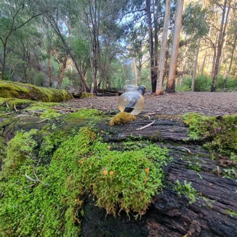 Dylan Schulz On Linkedin Knf Imo Foraging