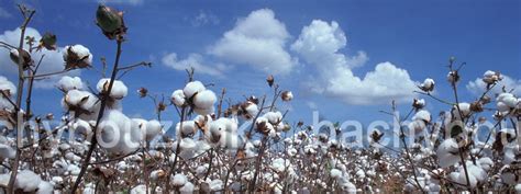 PETITE HISTOIRE DU COTON