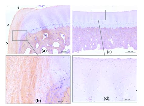 Representative Light Micrographs Of Osteochondral Sections Of The Download Scientific Diagram