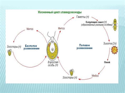 Жизненные циклы растений презентация онлайн