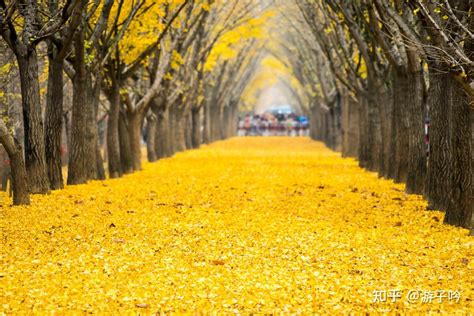 郯城县银杏生态旅游区旅游攻略 知乎