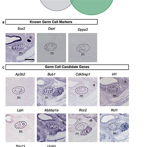 Germ Cell Expressed Genes Identified From Testis Annotated Entries In Download Scientific